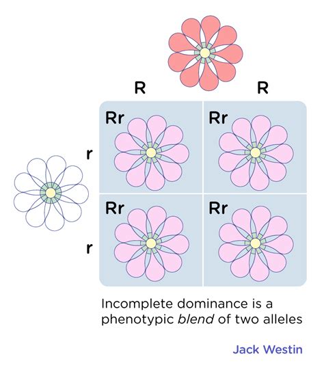 Incomplete Dominance Leakage Penetrance Expressivity Mendelian Concepts Mcat Content