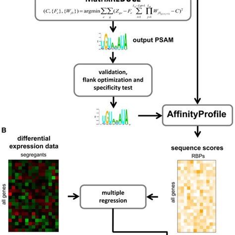 Overview Of Our Computational Methodology A Motif Discovery We Used