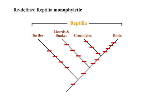 Ppt Lecture 4 Phylogeny And The Tree Of Life Campbell And Reece Chapter 26 Powerpoint
