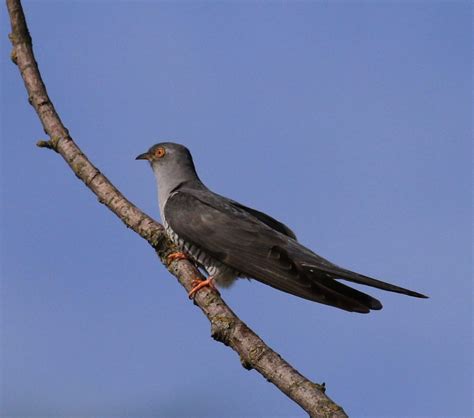 Kým kukučka zakuká - Časopis Quark