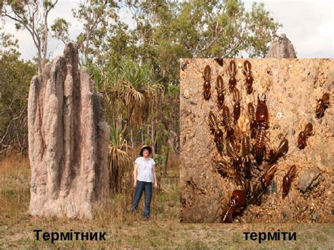 «Природні зони Африки закономірності їх розміщення Савана Презентація до уроку географії у 7