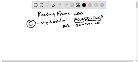 Solved Why Does A Single Base Deletion Mutation Within A Protein Coding Sequence Usually Have A