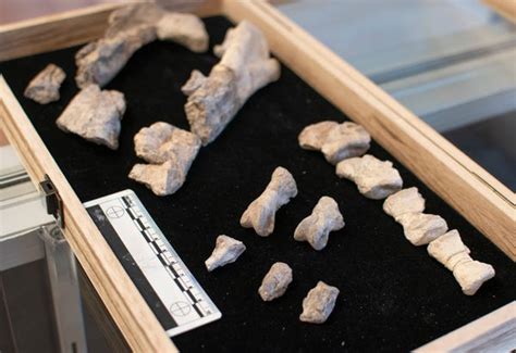 Paleontologists Discover Fossils Of Nevadas Very Own Dinosaur