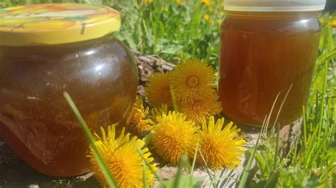 Варенье из одуванчиков Одуванчиковый мёд Youtube