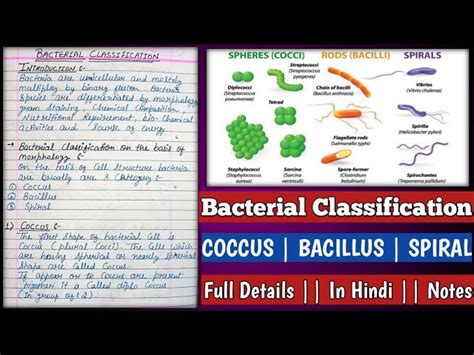 Coccus Bacteria