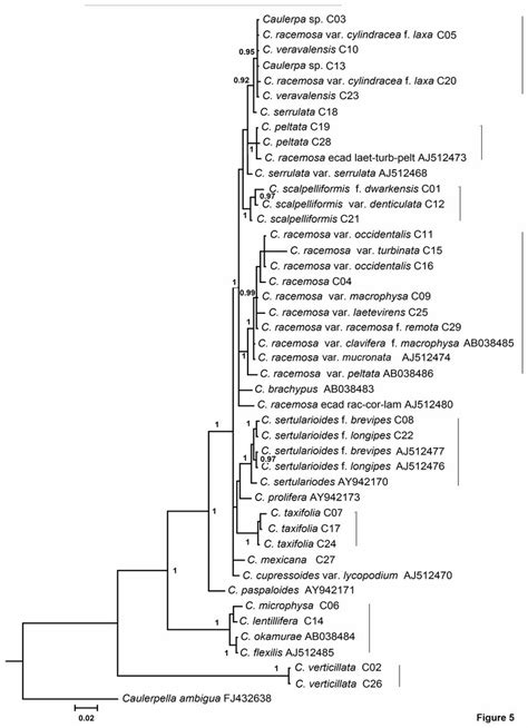 Bayesian Phylogenetic Tree Based On Rbcl Gene Sequence Data Support