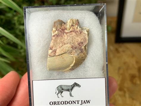 Oreodont Merycoidodon Jaw 06