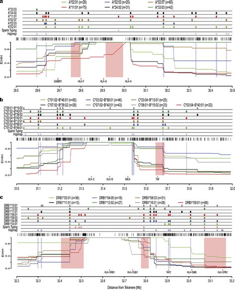 Ehh Plots Of Snp Haplotypes For Common Hla Alleles Plots Covering 1 Mb Download Scientific