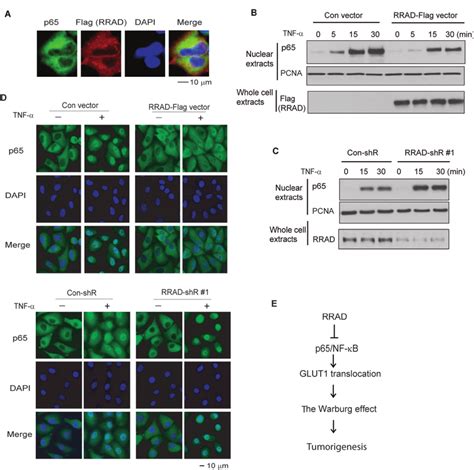 Rrad Inhibits The Nuclear Translocation Of P65 A Download