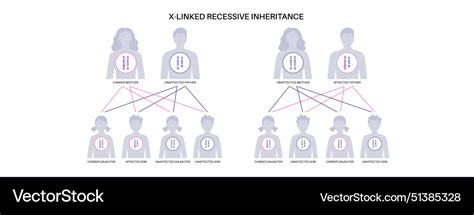 X Linked Recessive Inheritance Royalty Free Vector Image