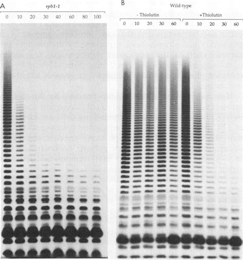 Time Course Evolution Of The Mrna Poly A Tail Length Of A Strain Download Scientific Diagram