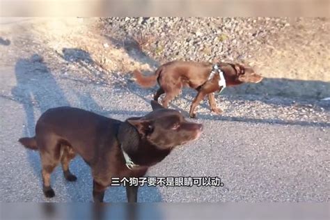 还要多久呀我快石化了这3只狗彻底火了 石化