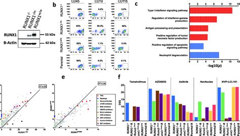 Runx1 Crispr Edited Cml Cell Lines Show Transcriptional Reprogramming