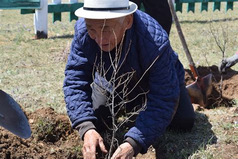 Тэрбум мод үндэсний хөтөлбөрийн хүрээнд