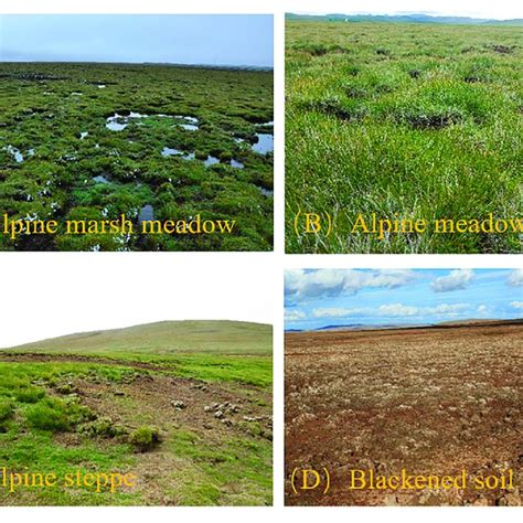 Interactions Between Permafrost Degradation And Vegetation Download Scientific Diagram