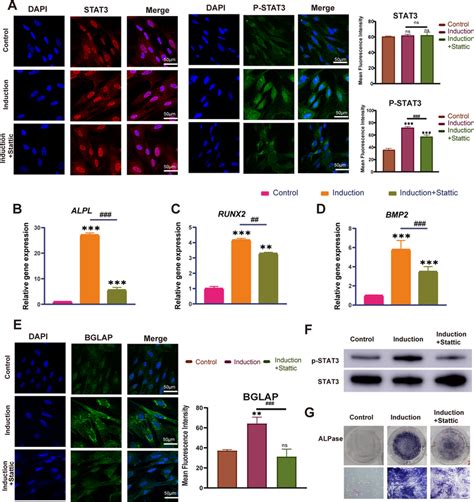 Role Of Jak Stat3 Pathway In Osteogenesis A Immunofluorescence
