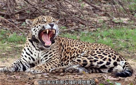 花豹与美洲豹的对比介绍，希望大家别再混淆他们了哔哩哔哩bilibili