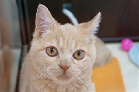 고양이 입양 유기묘가 가족을 기다려요 비마이펫 라이프