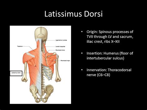 Thoracodorsal Nerve Function