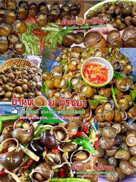 เกษตรกรผ เกษตรกรผุ้เลี้ยง หอยโข่งนา หอยขมนา หอยปัง หอยกาบ