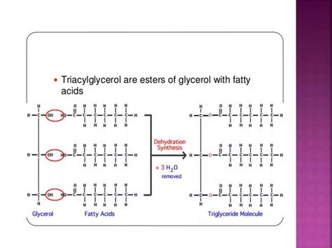 Lipids Classification And Types PPTX