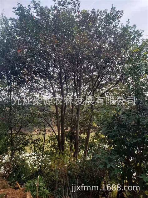 大量供应 杜英树苗 3公分山杜英树9公分山杜英苗圃胸径22公分杜英 阿里巴巴
