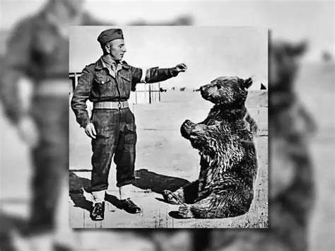 Niedźwiedź Wojtek Pod Monte Cassino Nasza Historia