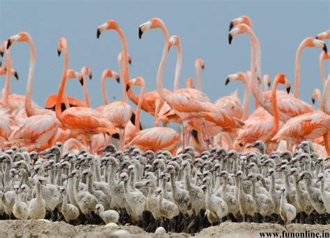 🔥 [130 ] Free Flamingo Wallpapers Wallpapersafari