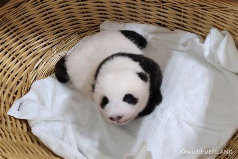 [아기판다 다이어리 시즌2] 5화 닮았지만 서로 달라요