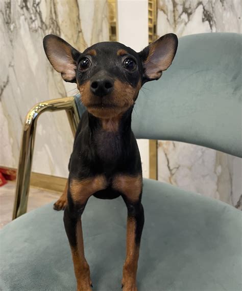 미니핀 탄이 요크셔테리어무료입양사이트 웰시코기무료입양사이트 이탈리아그레이하운드무료입양사이트 치와와무료입양사이트 코카스파니엘무료입양사이트 폼스키무료입양사이트 폼치무료입양사이트