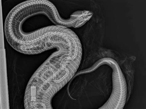 X Ray Reveals Unusual Encounter Between Cottonmouth Snake And Swallowed