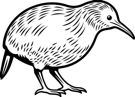 A Detailed Line Drawing Of A Kiwi Bird A Flightless Bird Native To New