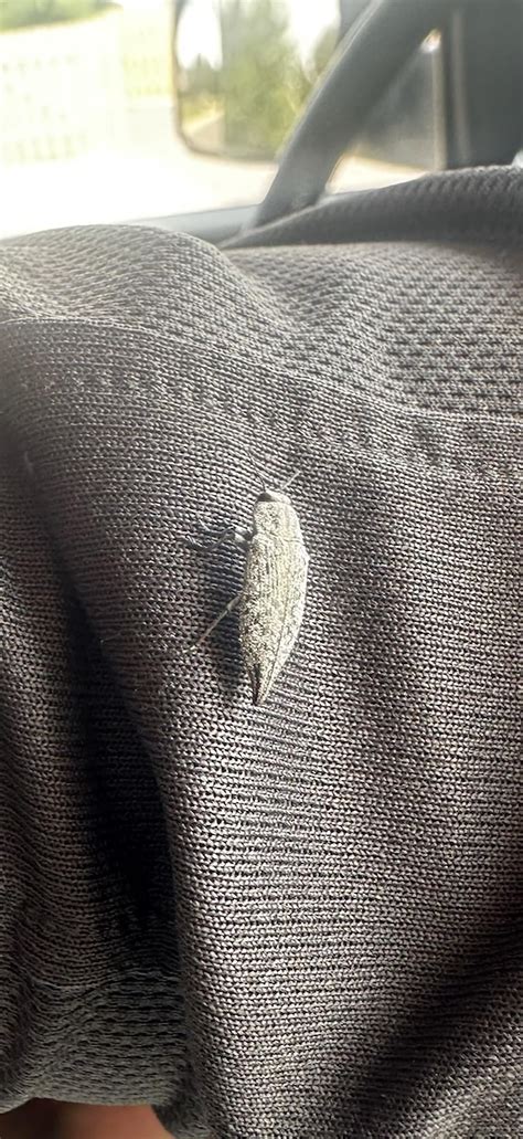 Whats Is This Guy Grand Junction Co Rbugidentification