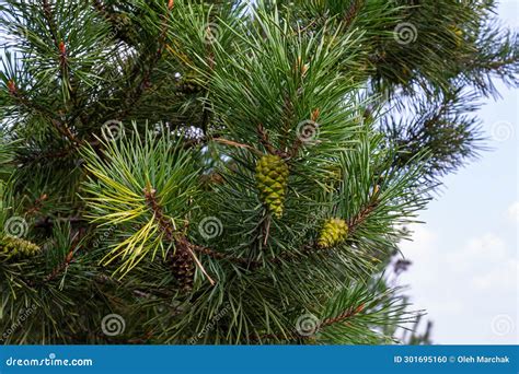 Closeup On Pine Branch With Male And Female Cone Stock Photo Image Of Green Decorative