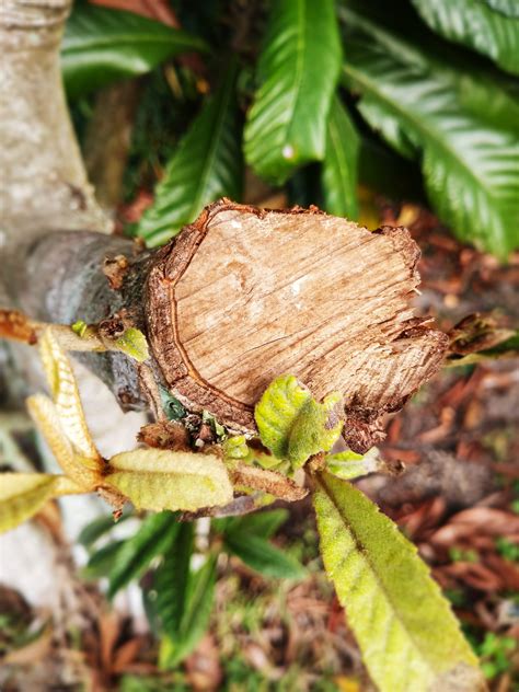 Tree Root Identification Mwa Arboriculture