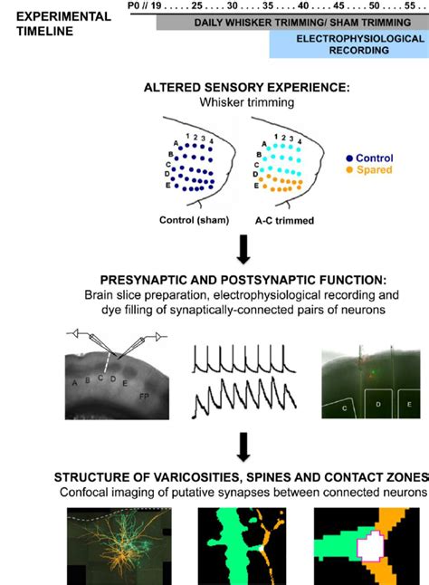 Figure S1 Structure Function Relationships At Strengthened Neuronal