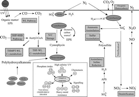 Schematic Illustrating Major Putative Microbial Functions And Download Scientific Diagram