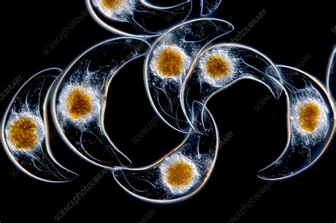 Pyrocystis Lunula Algae Light Micrograph Stock Image C057 7845