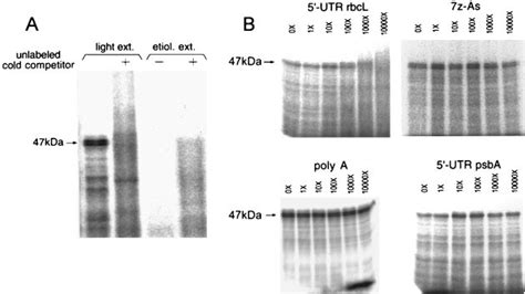 UV Cross Linking Of Proteins To RbcL 5 RNA Is Light Dependent And Download Scientific Diagram