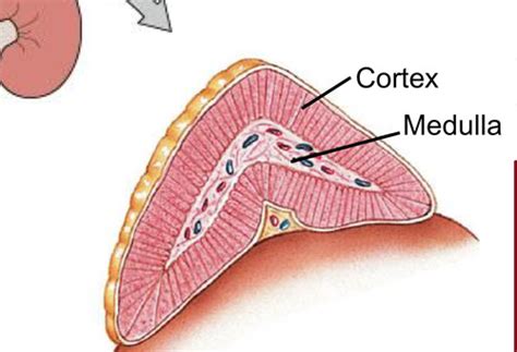 Structure And Function Of The Adrenal Cortex Mineralcorticoids Lecture 4 Flashcards Quizlet