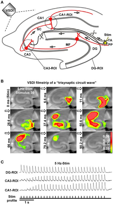 The Hippocampal Trisynaptic Circuit And Monitoring Of “trisynaptic