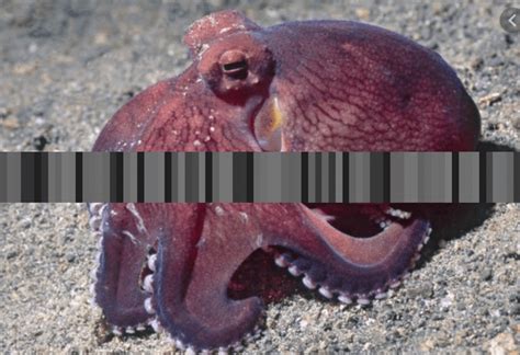 Code Geese R Codegeassmemes