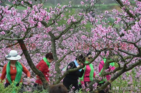 贵阳永乐乡桃花 贵阳永乐桃园 大山谷图库