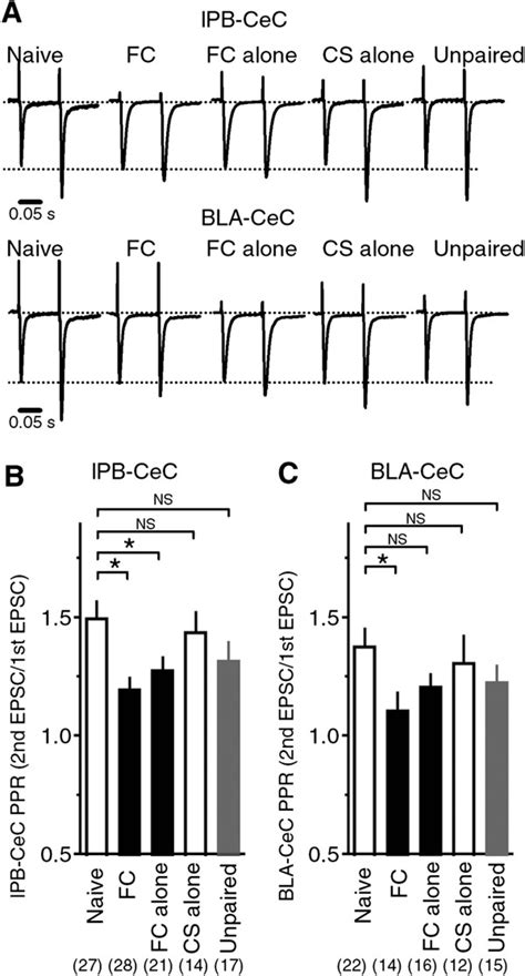 Paired Pulse Ratio In Lpb Cec And Bla Cec Pathways A Representative Download Scientific