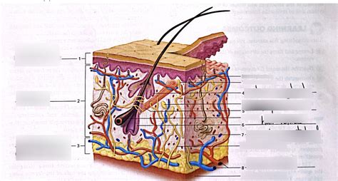 Anatomy And Phys Lab Quiz Anat Skin 2 Diagram Quizlet