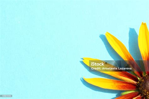 루드베키아 글로리오사 데이지 노란 검은 눈은 꽃 머리입니다 꽃의 일부 위에서 볼 수 있습니다 컨셉은 정원의 선물 꽃다발입니다 꽃은 오른쪽에 있습니다 공간을 복사합니다 0명에