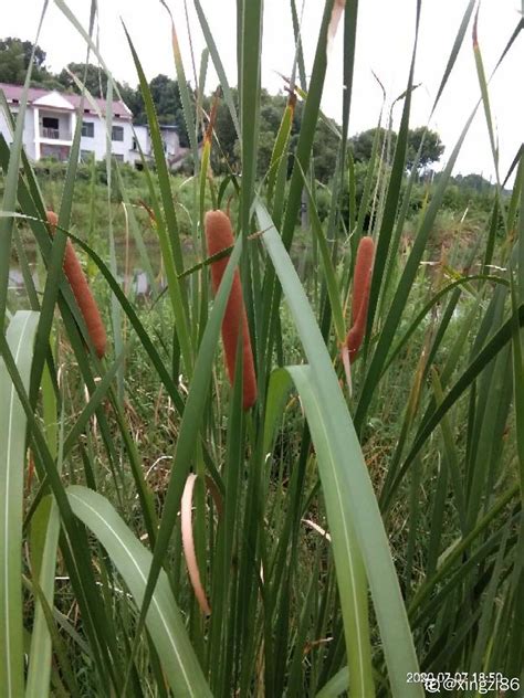 香蒲图片 花百科