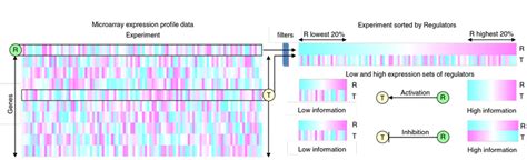 The Model Of Activationinhibition Predicted Based On The Expression