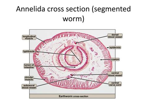 Ppt Comparing Flat Round And Segmented Worms Powerpoint