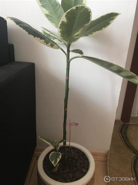 Отзыв о Комнатное дерево Фикус каучуконосный Фикус Белиз Неприхотливое растение с крупными